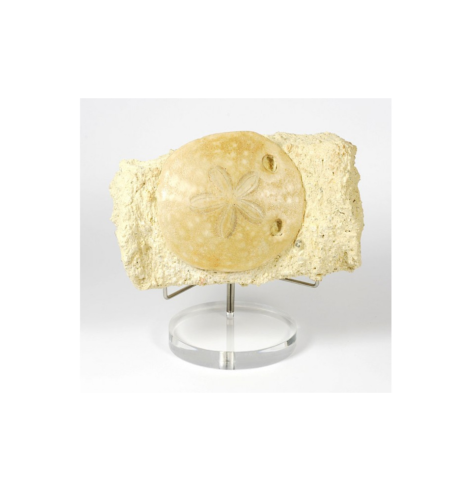 Socle plexiglas carré 30x30x10 mm